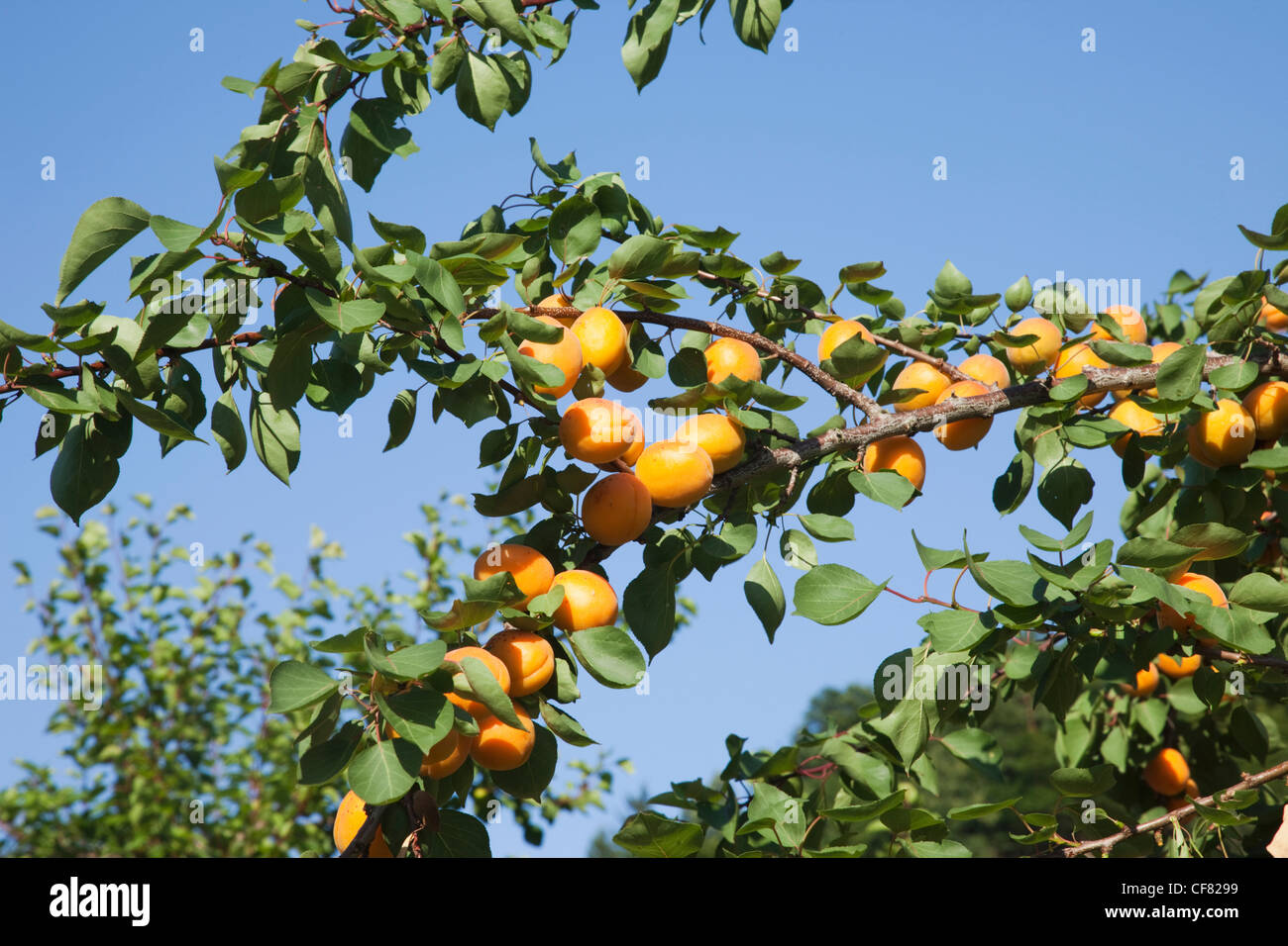 Europe, Austria, Wachau, Melk, Apricot, Apricot Trees, Farming ...