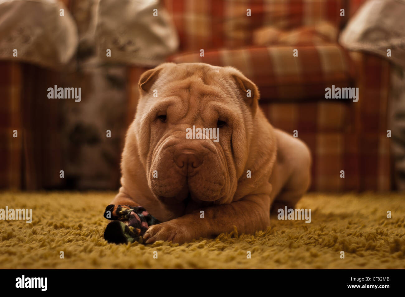 Shar-pei and his favourite sock Stock Photo - Alamy