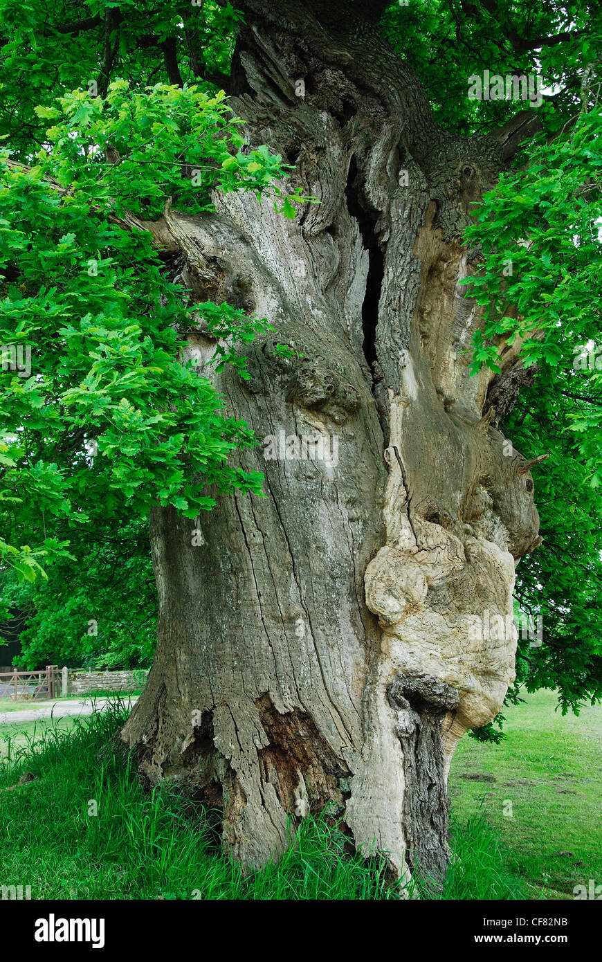 Ancient oak tree hi-res stock photography and images - Alamy