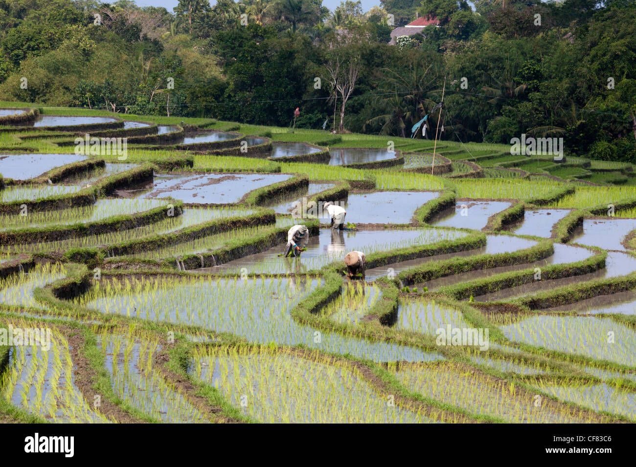 Indonesia, Asia, Bali Island, Rice, fields, terraces, rice, rice fields ...