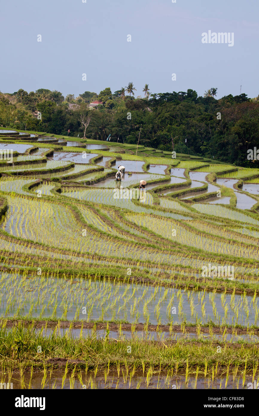 Indonesia, Asia, Bali Island, Rice, fields, terraces, rice, rice fields ...