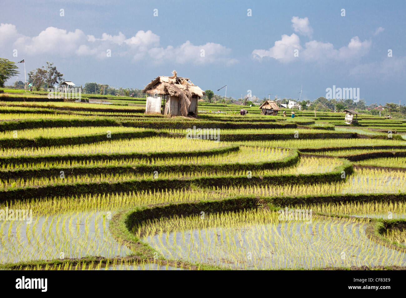 Indonesia, Asia, Bali Island, Rice, fields, terraces, rice, rice fields ...