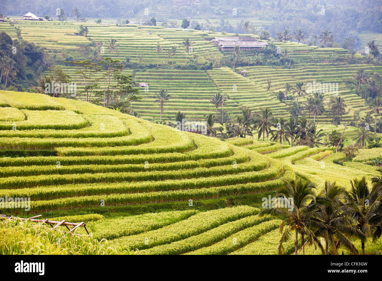 Indonesia, Asia, Bali Island, Sawah Jatiluwih, agriculture, Rice ...
