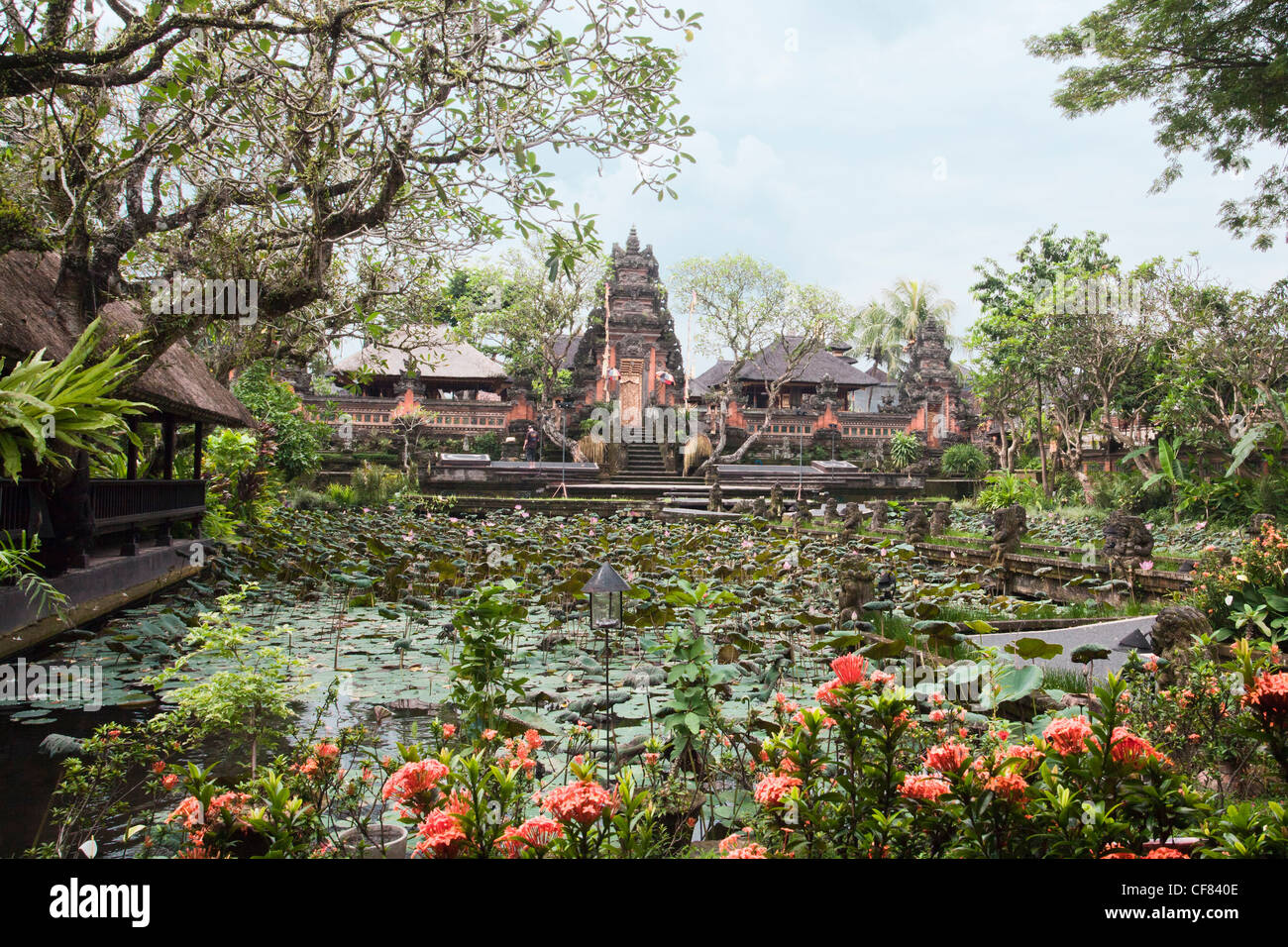 Indonesia, Asia, Bali island, Ubud, Garden, garden, lotus, rain, green ...