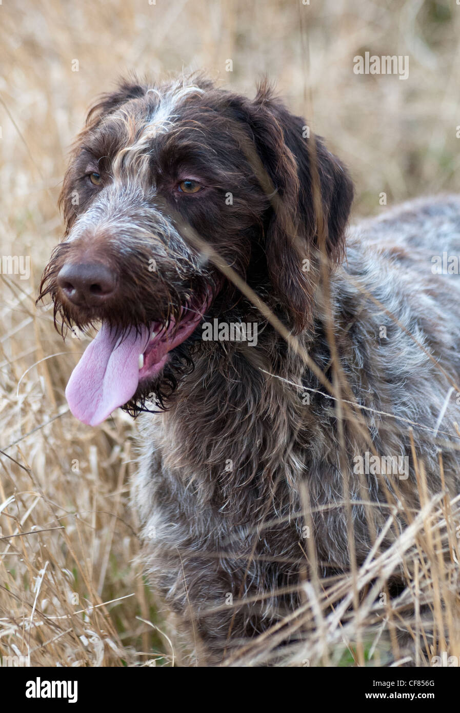 Portrait of a German Wired Haired Pointer dog Stock Photo - Alamy