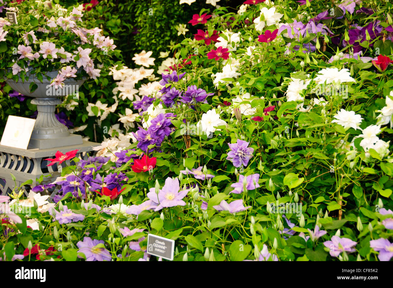 Raymond J Evision; Guernsey;Clematis; Specialists,The RHS Chelsea ...