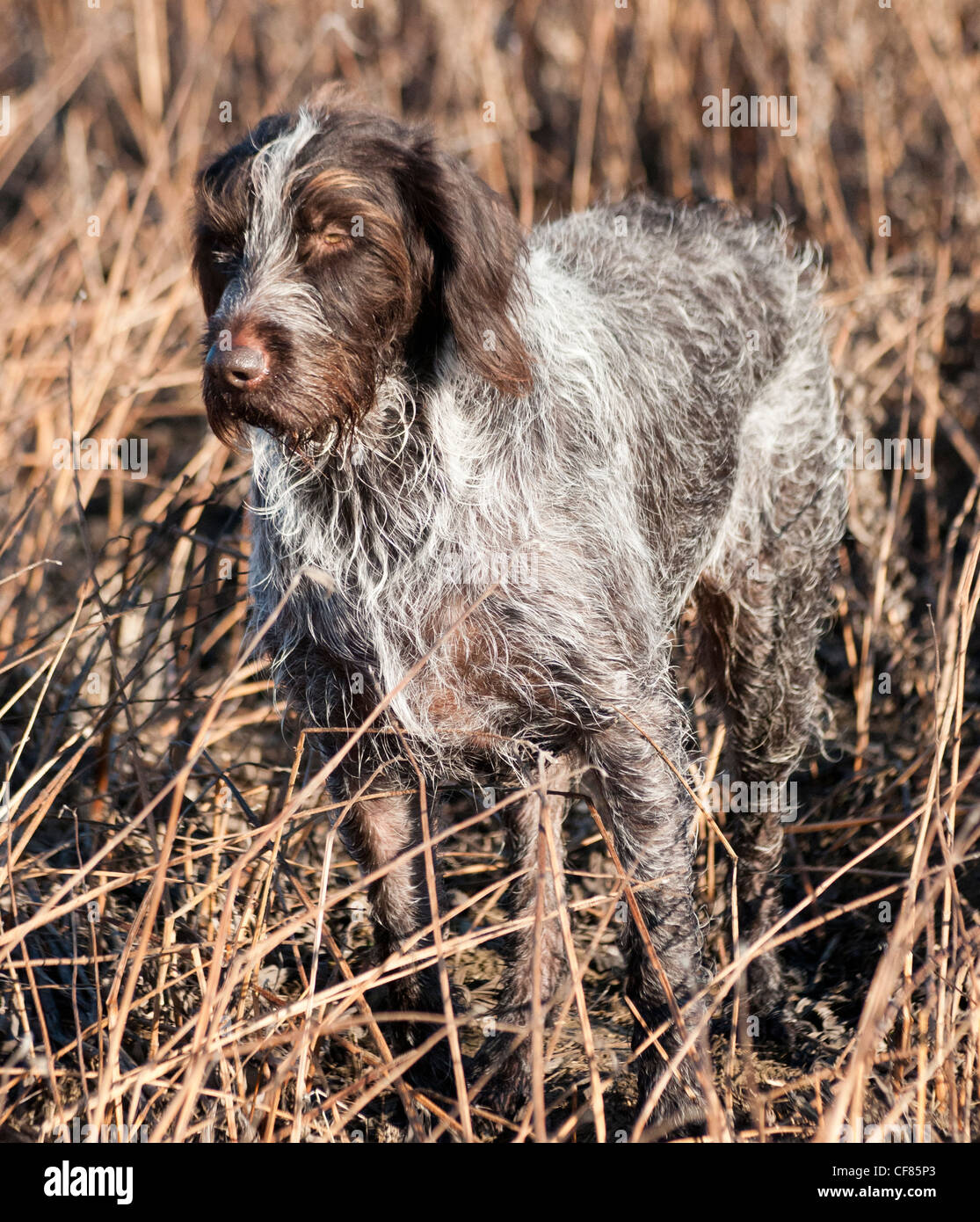 German wire haired pointer hi-res stock photography and images - Alamy