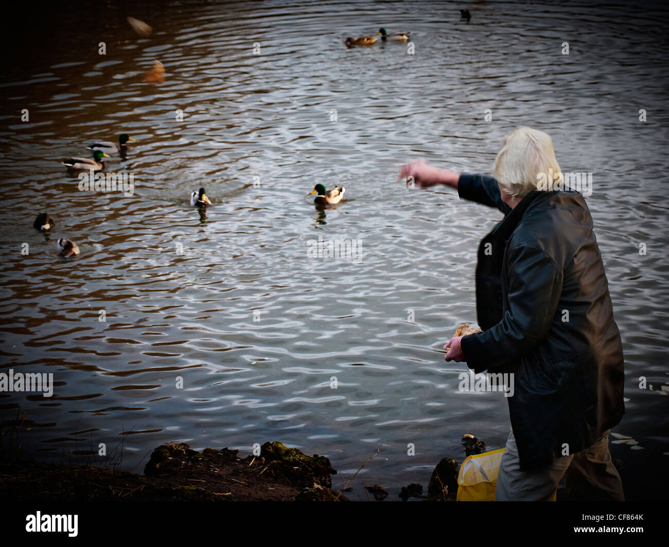 Man with longish white hair throwing bread to the ducks Stock Photo - Alamy