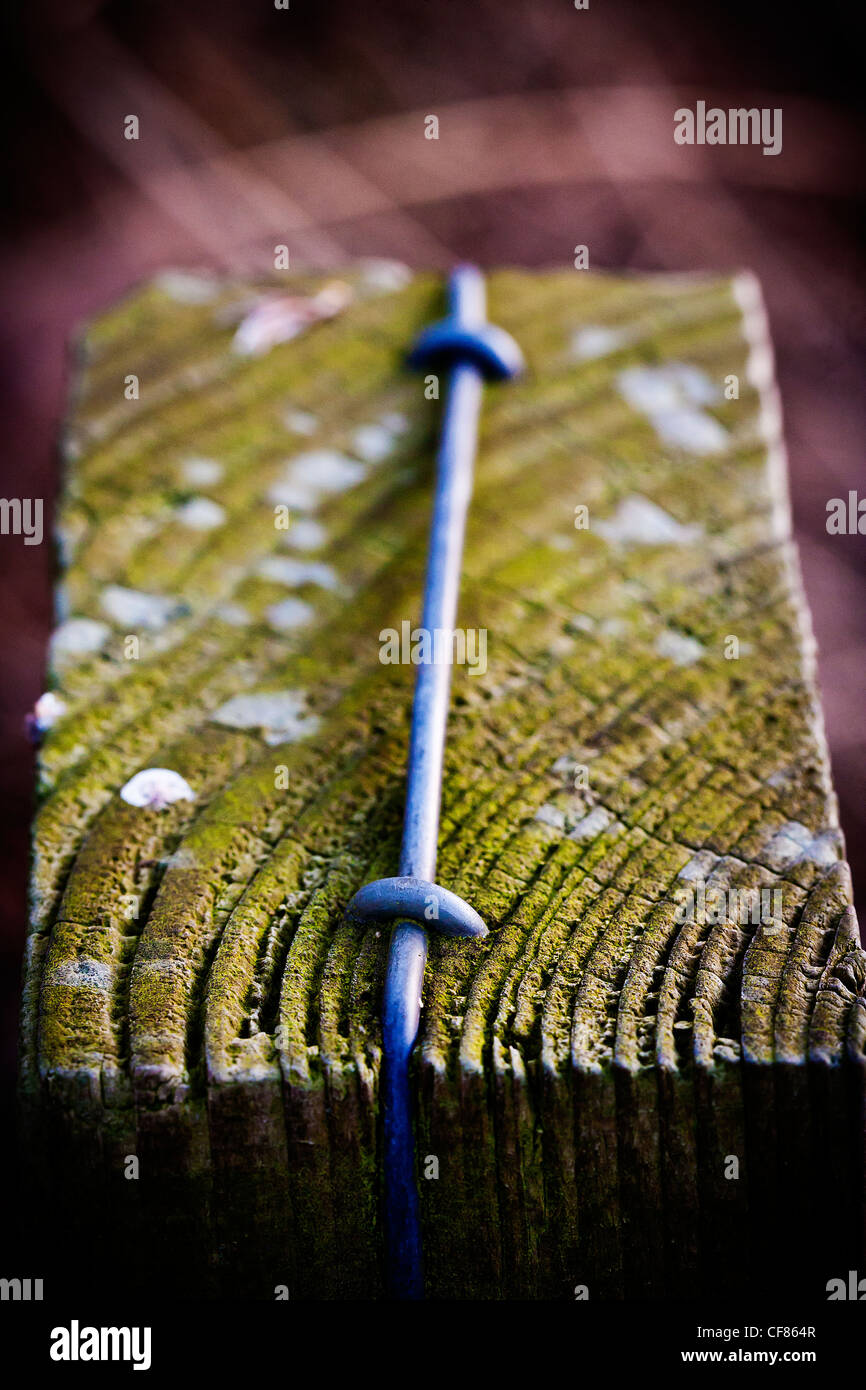 Fence wire stapled across the top of a fence post showing the rings of ...