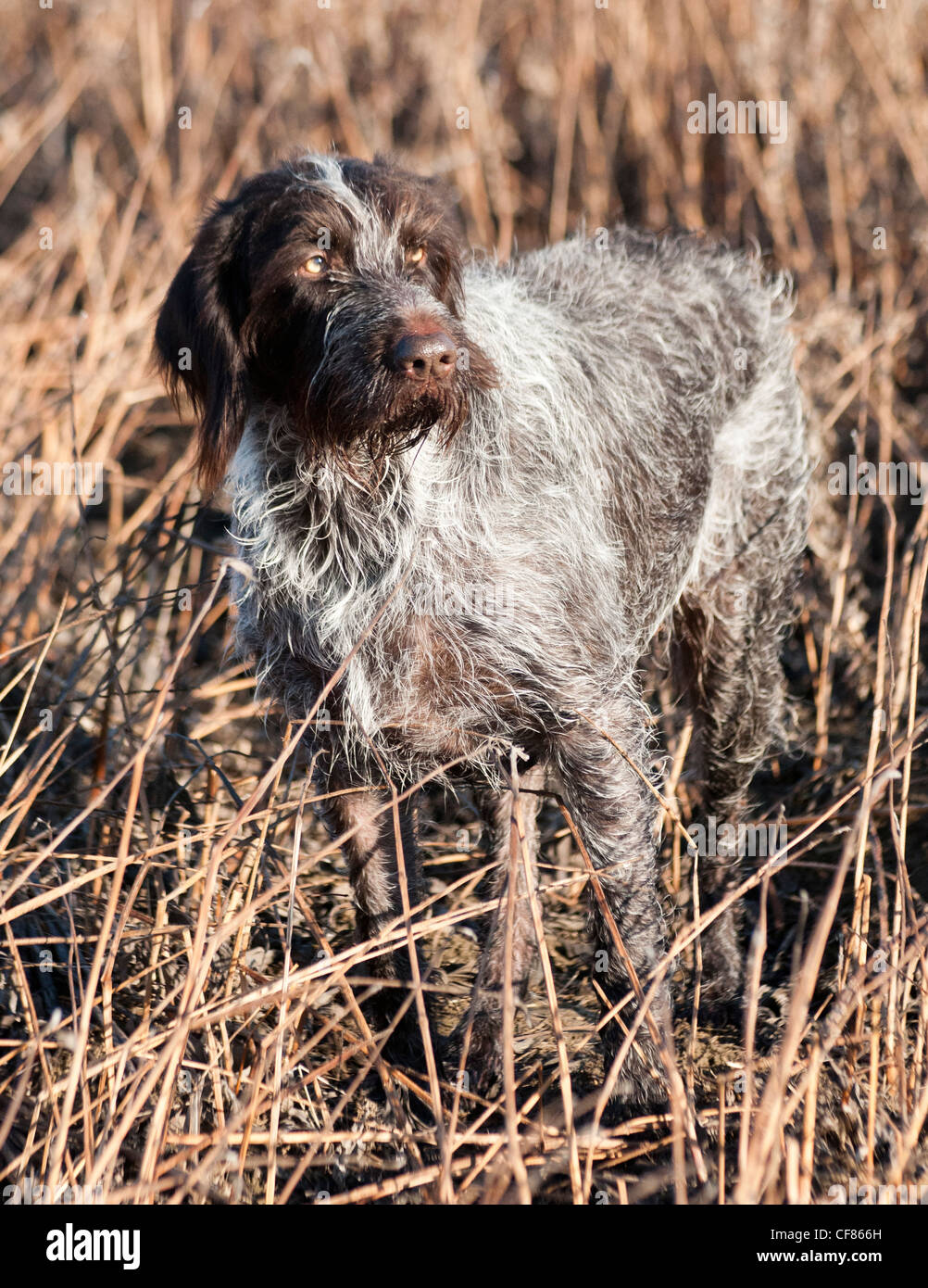 A German Wired Haired Pointer dog stood in a field Stock Photo - Alamy