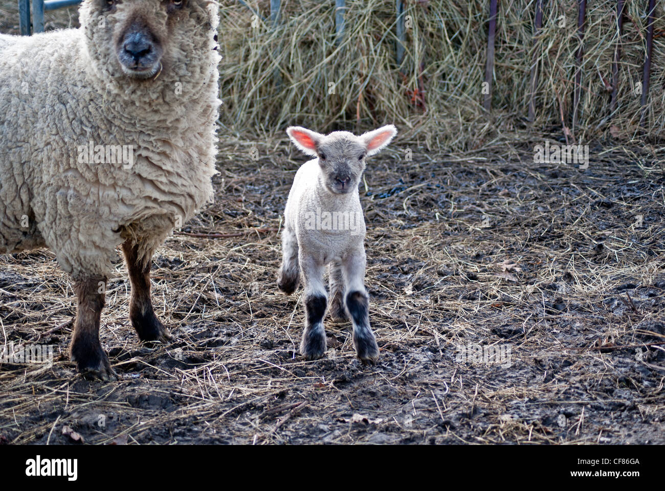 A lamb in a field with its mother Ovis aries Stock Photo - Alamy