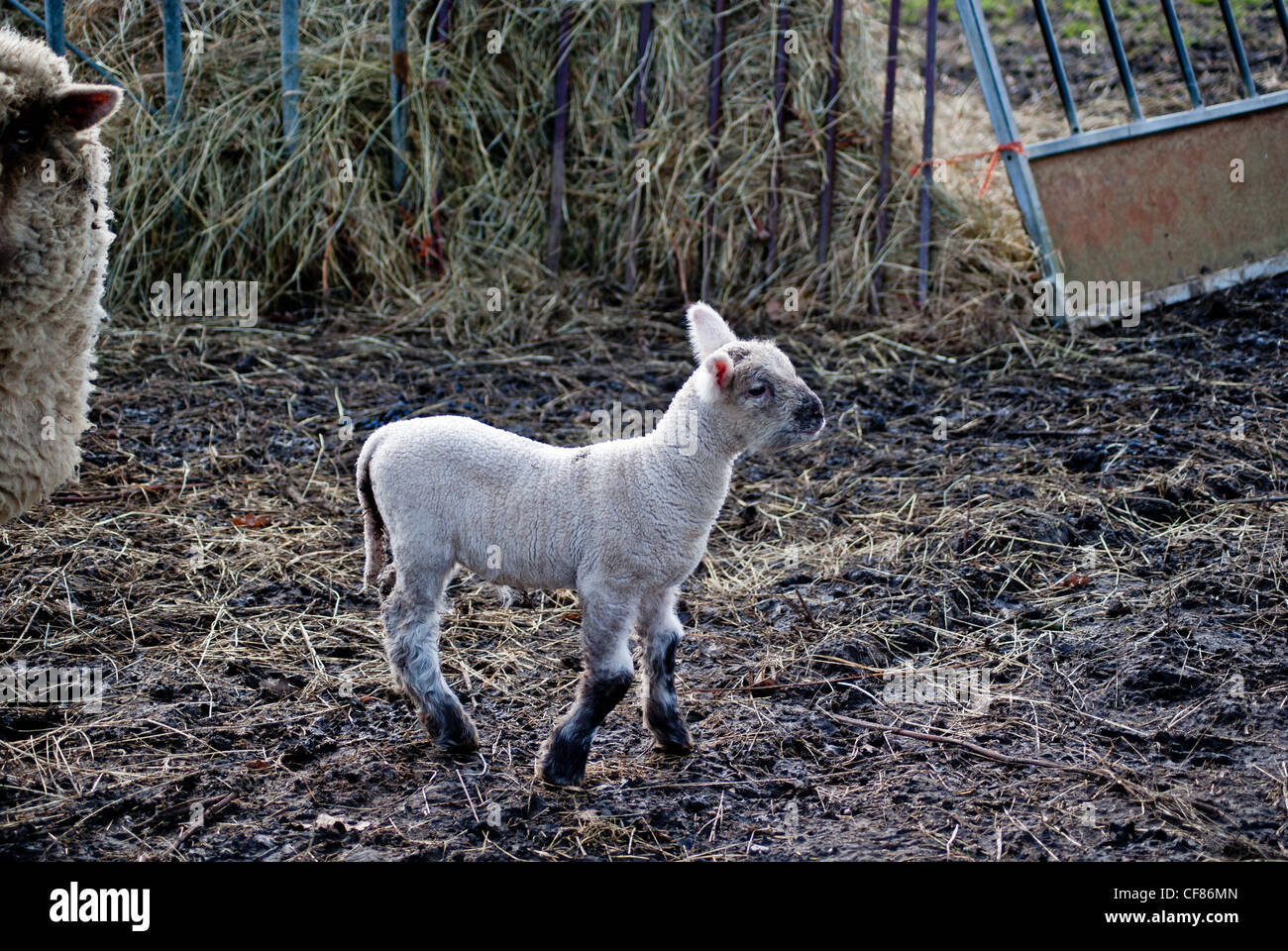 A lamb in a field with its mother Ovis aries Stock Photo - Alamy