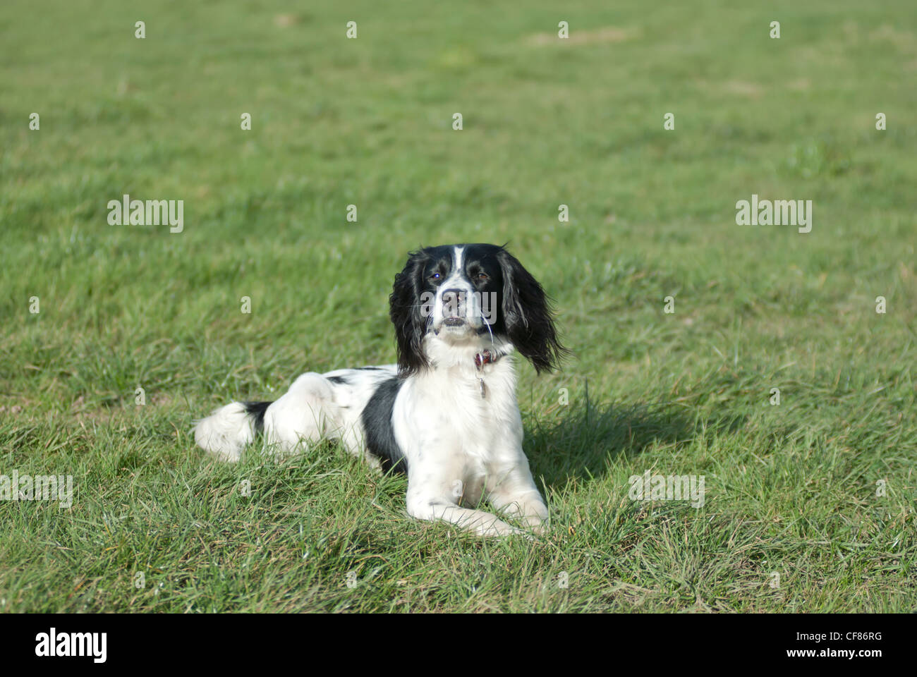 English springer spaniel in grass hi-res stock photography and images ...
