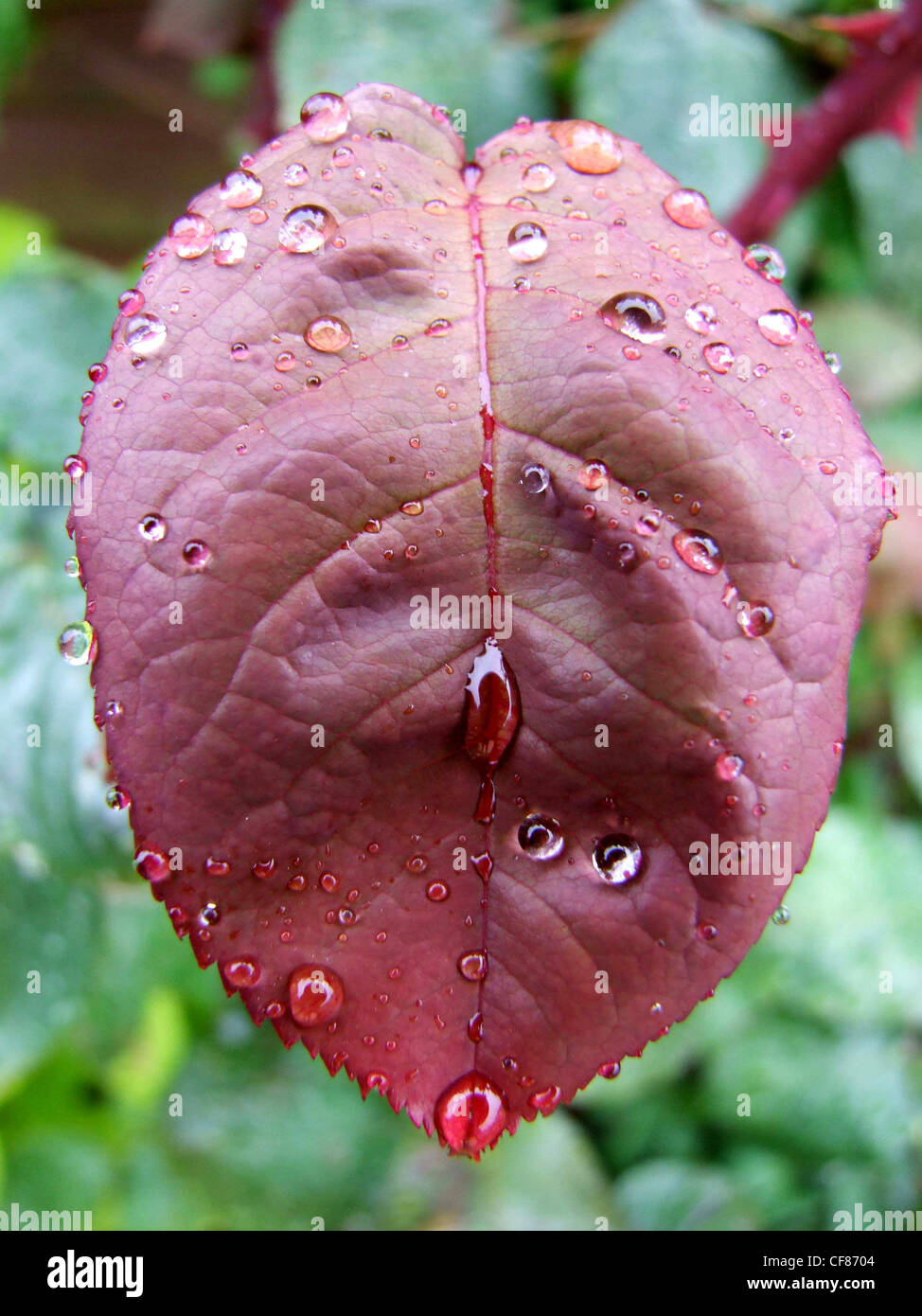 Close up of a rose with water droplets on leaves hi-res stock ...