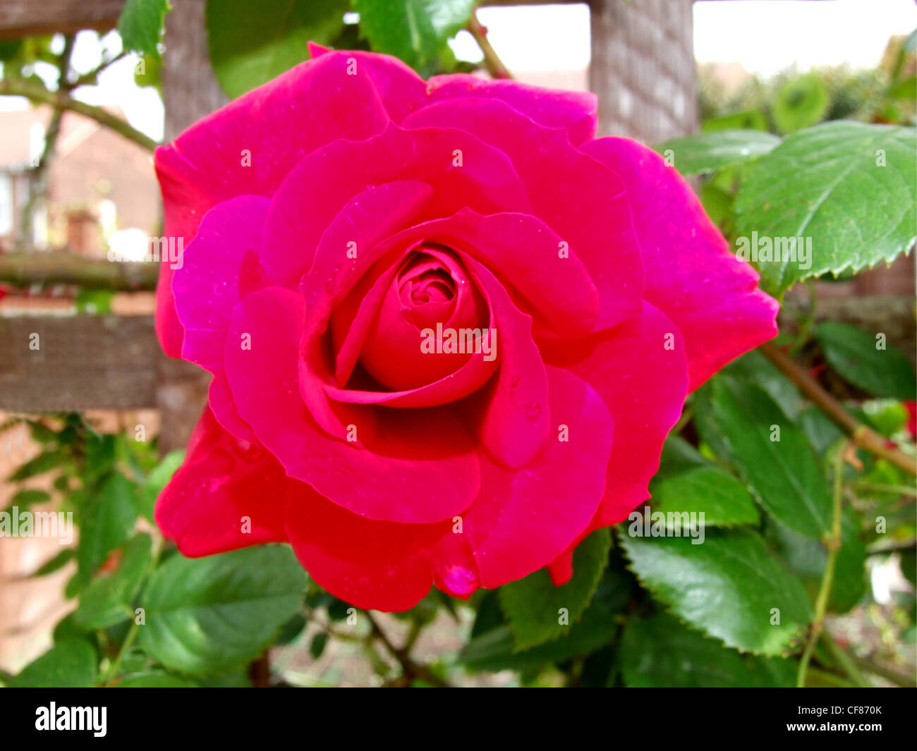 Red climbing rose hi-res stock photography and images - Alamy