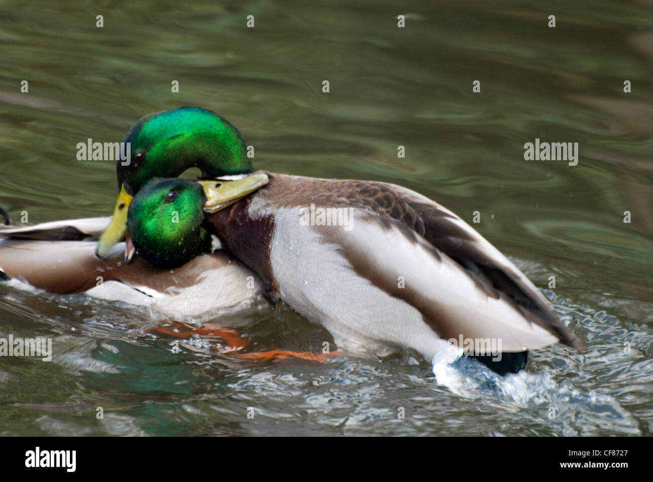 Mallards fighting hi-res stock photography and images - Alamy