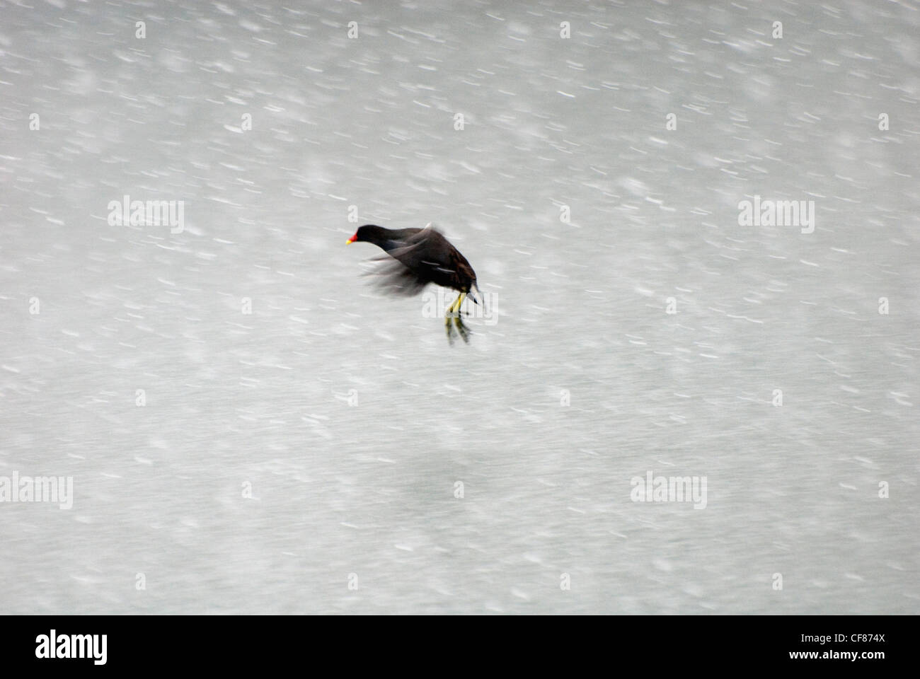 Birds kew gardens hi-res stock photography and images - Alamy