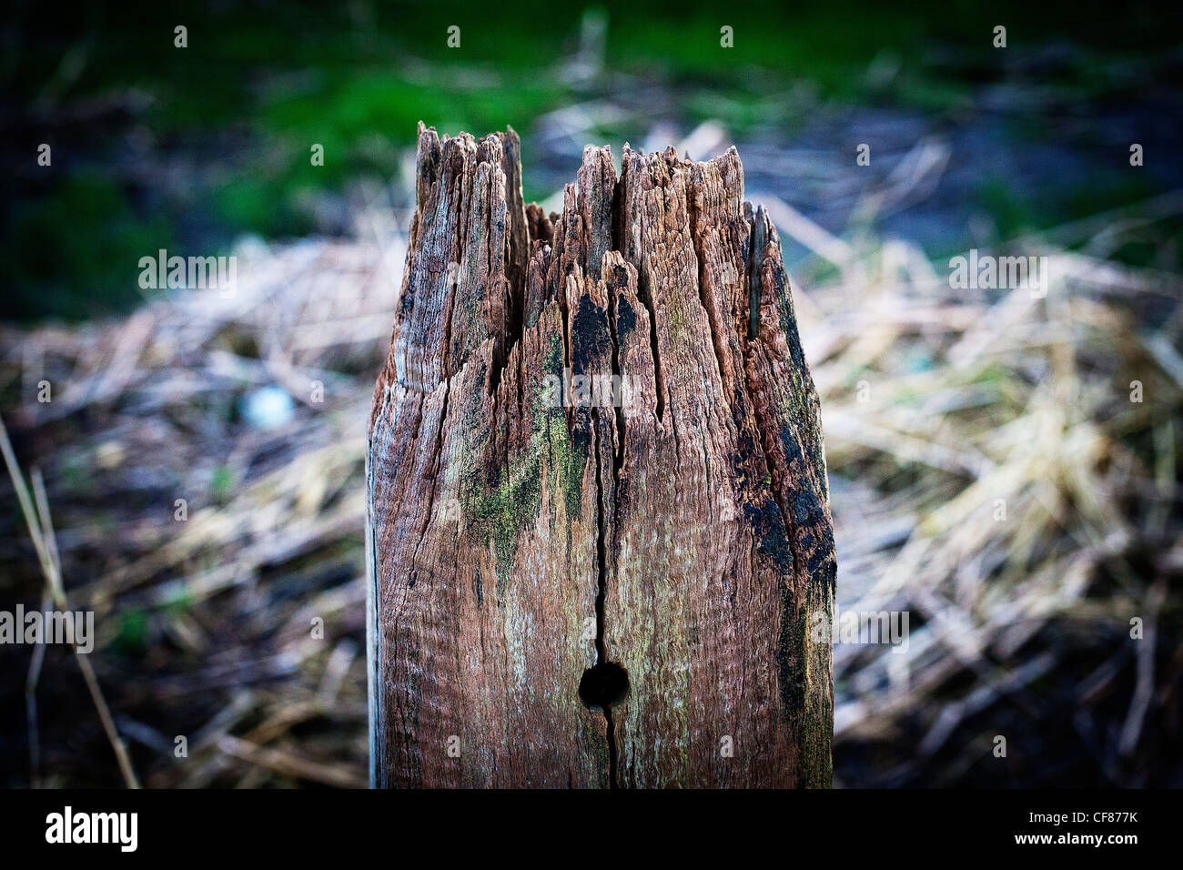 Decaying mooring post along the Walton Cut between Walton Locks ...
