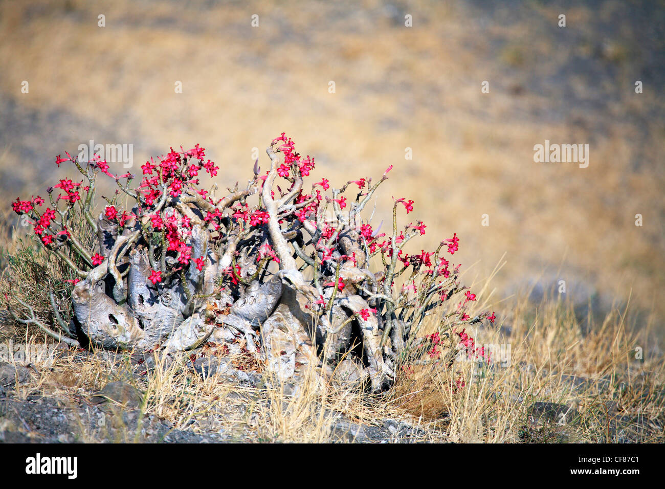 Africa, African, East Africa, Sub-Saharan Africa, Tanzania, Tanzanian ...