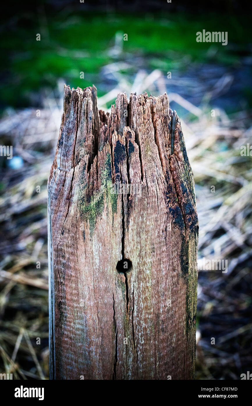 Decaying mooring post along the Walton Cut between Walton Locks ...