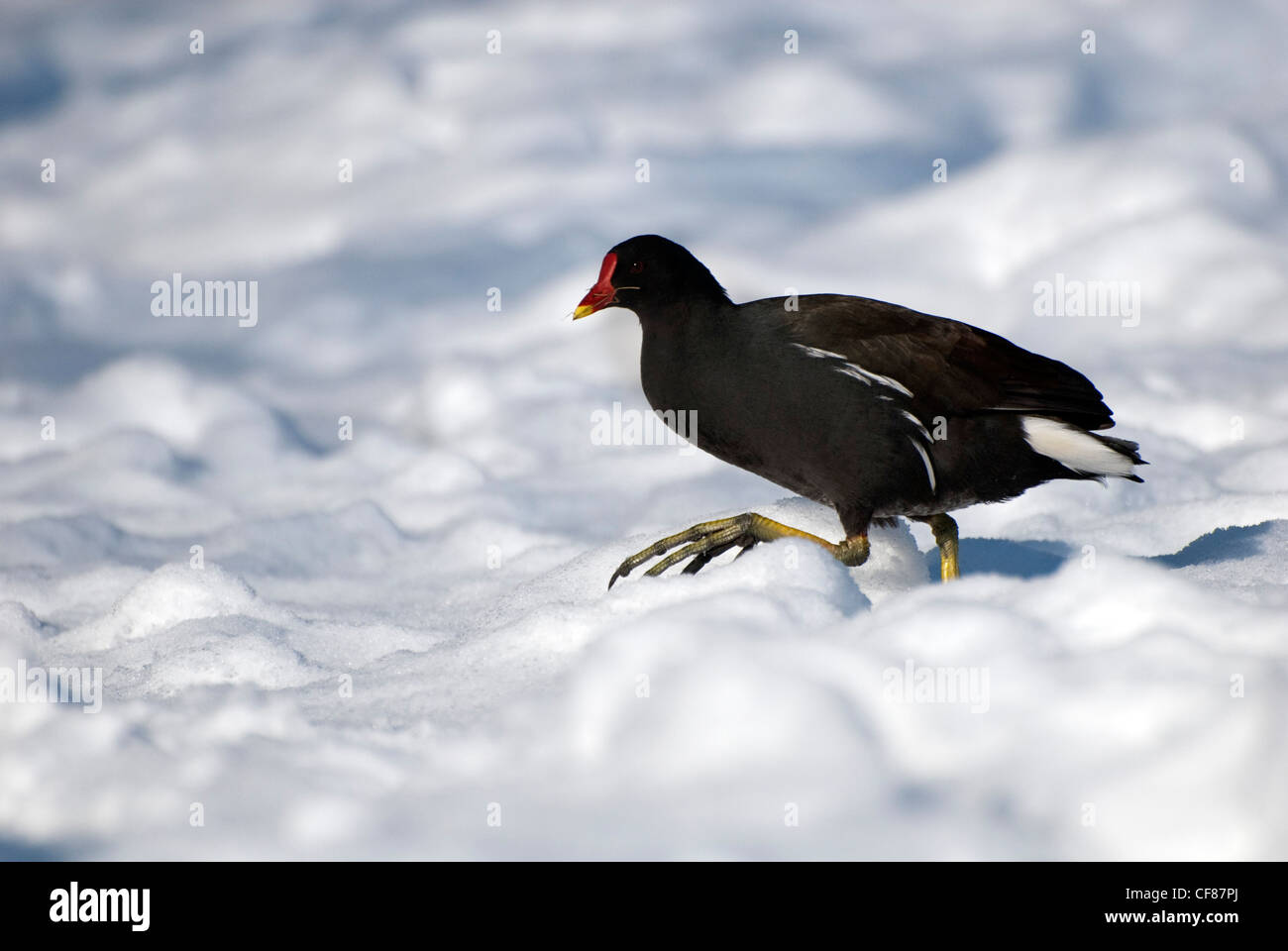 Moorhen walking in the snow, WWT London Wetland Centre, UK Stock Photo ...