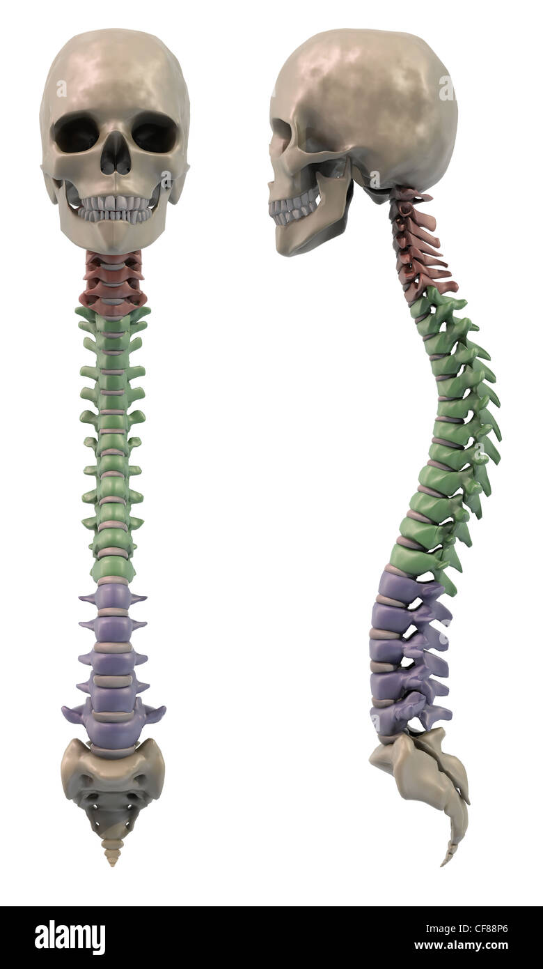 Coloured sections of the spine Stock Photo - Alamy