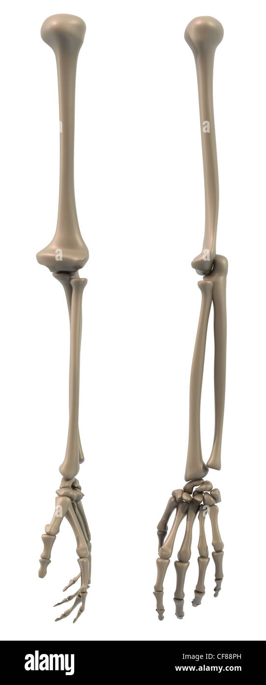skeletal structure of the arm Stock Photo - Alamy