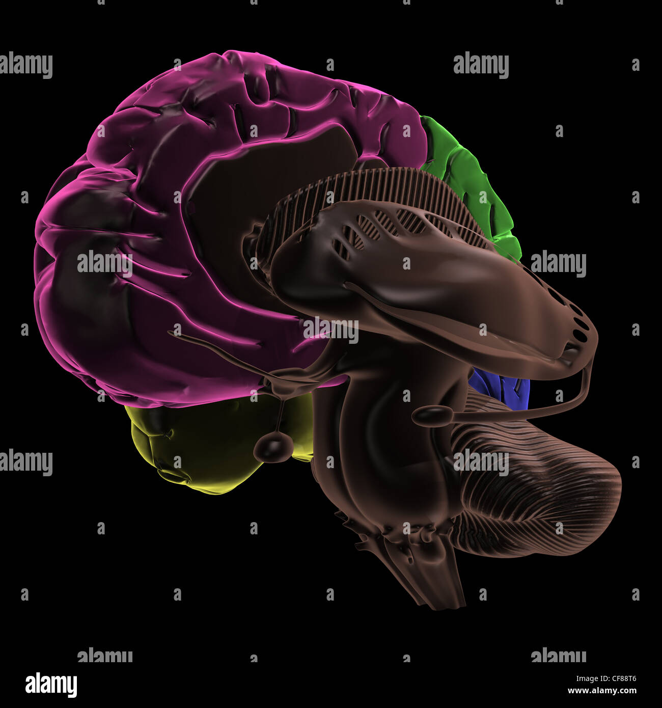 Colored areas of the Brain inside right-Hemisphere, three-quarter view ...