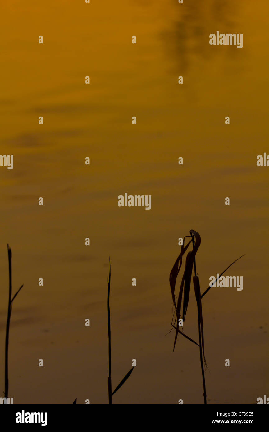 Reeds and a pond hi-res stock photography and images - Alamy