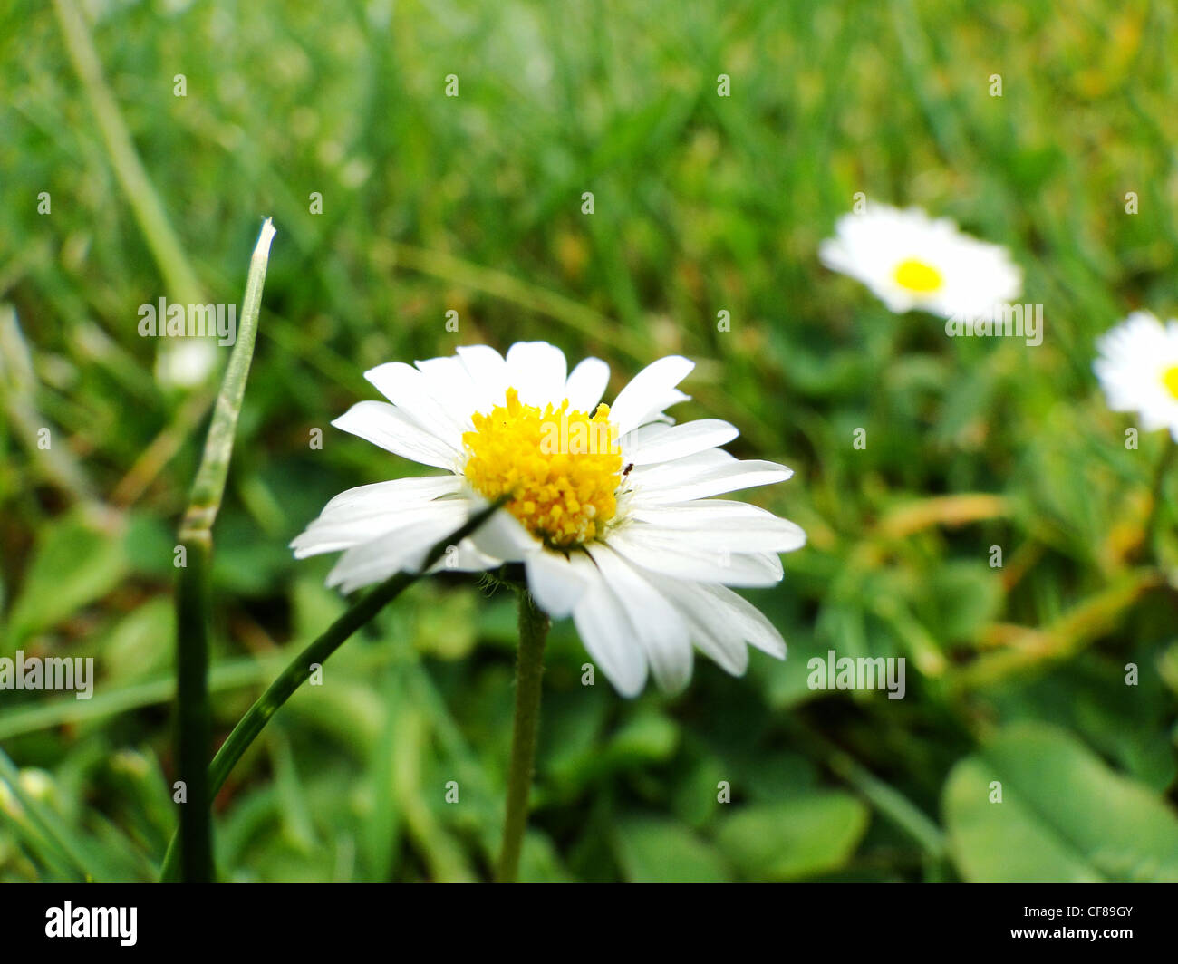 Open daisy hi-res stock photography and images - Alamy