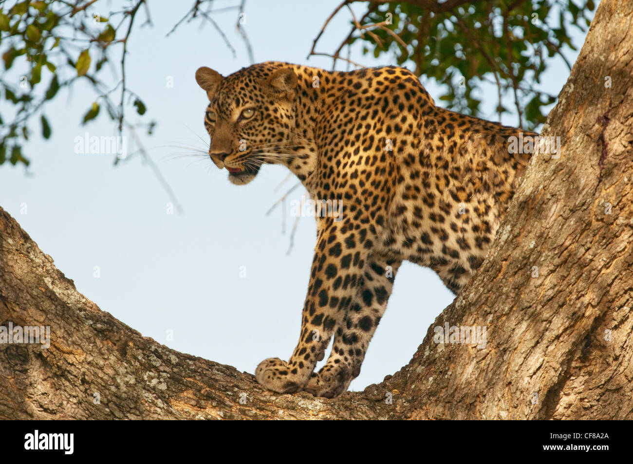 Leopard panthera pardus big hi-res stock photography and images - Alamy