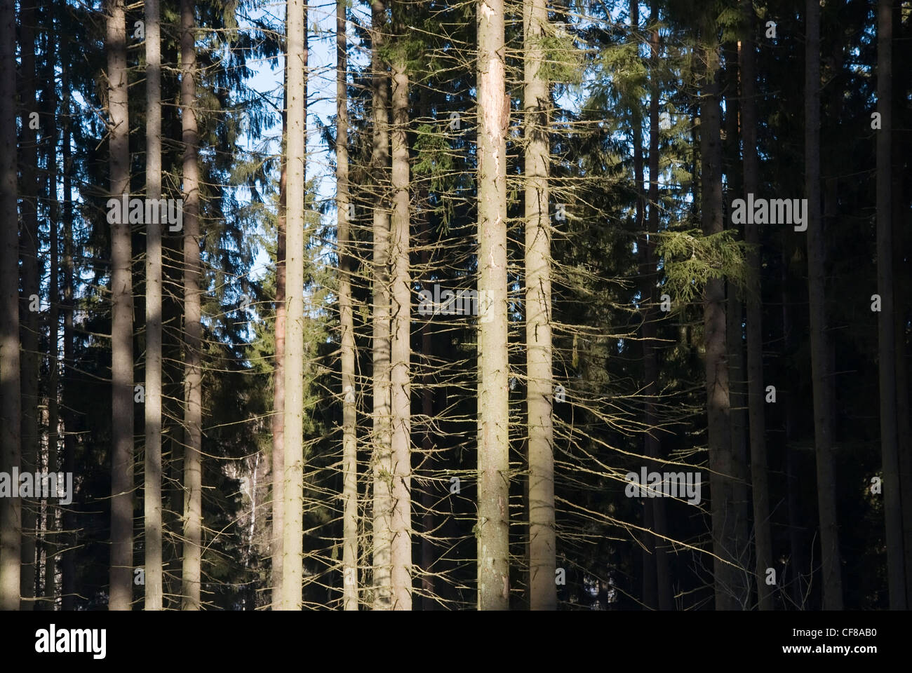 Spruce trees in sunlight i Hollola Fnland Stock Photo - Alamy