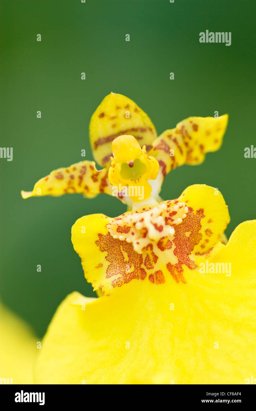 Oncidium hi-res stock photography and images - Alamy