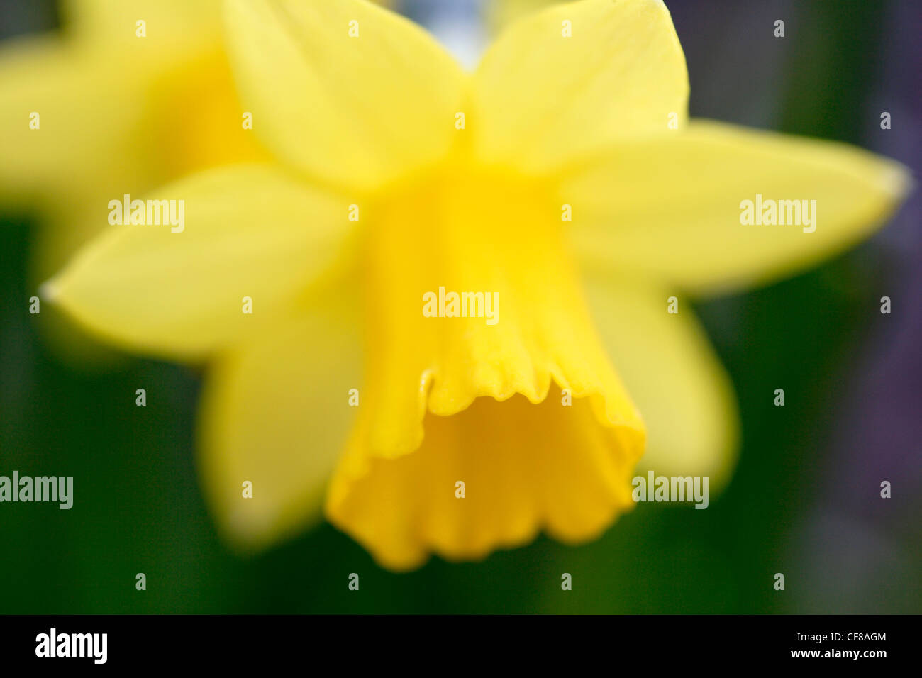 Daffodil flower (Narcissus pseudonarcissus Tete a tete), close up ...