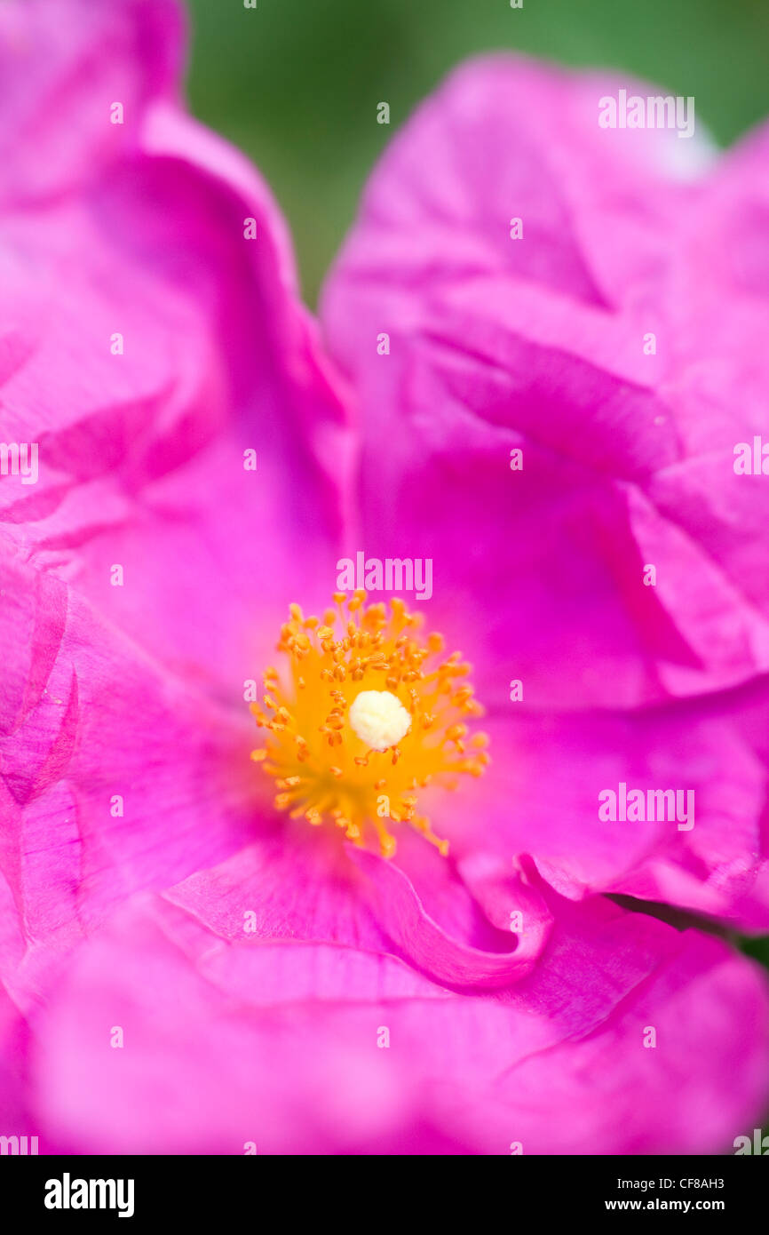 Close up of Cistus Rock Rose Flower 'Sunset' Stock Photo - Alamy