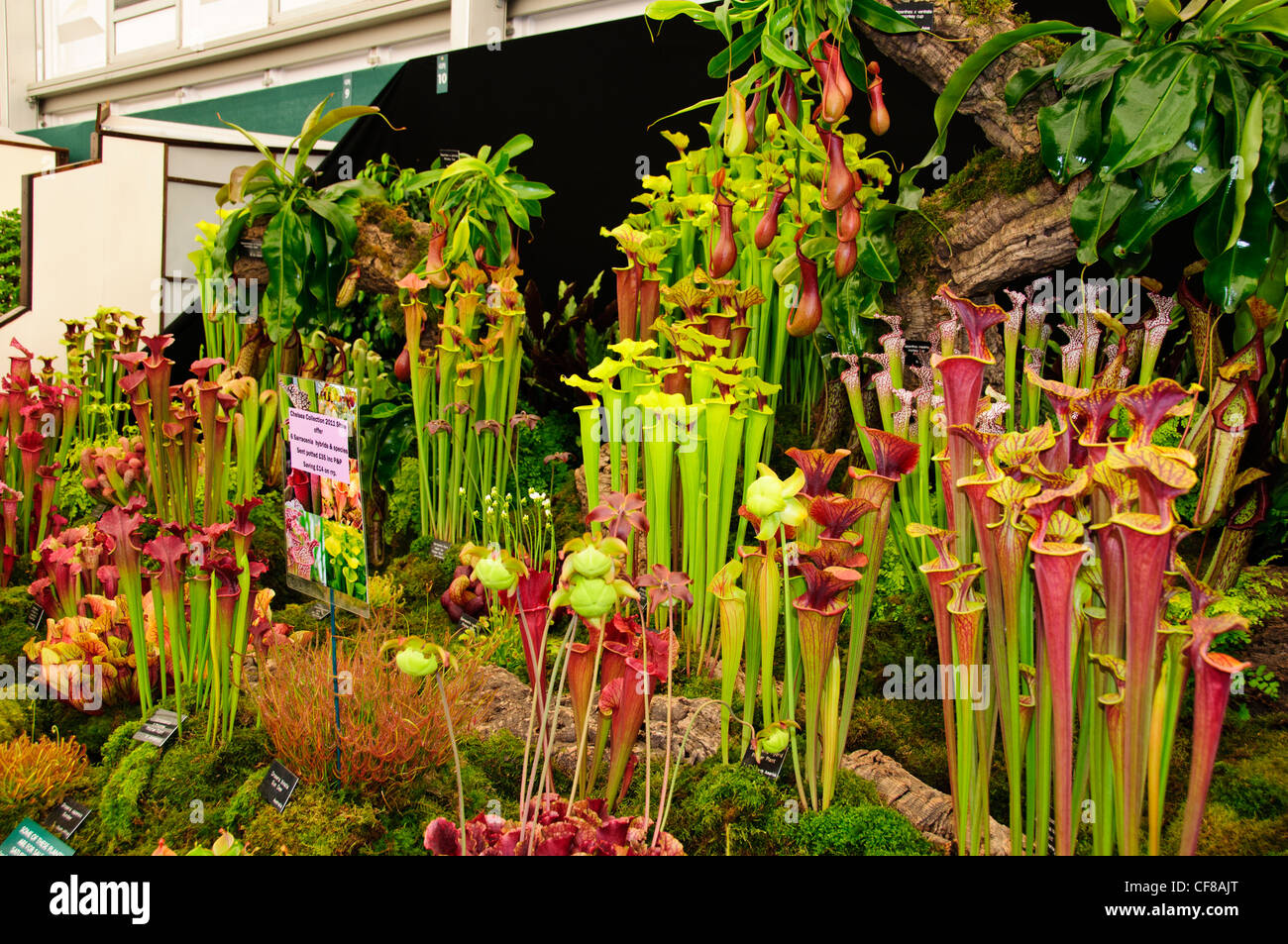 Hewitt Cooper Carnivorous Plants,The RHS Chelsea Flower Show,formally ...