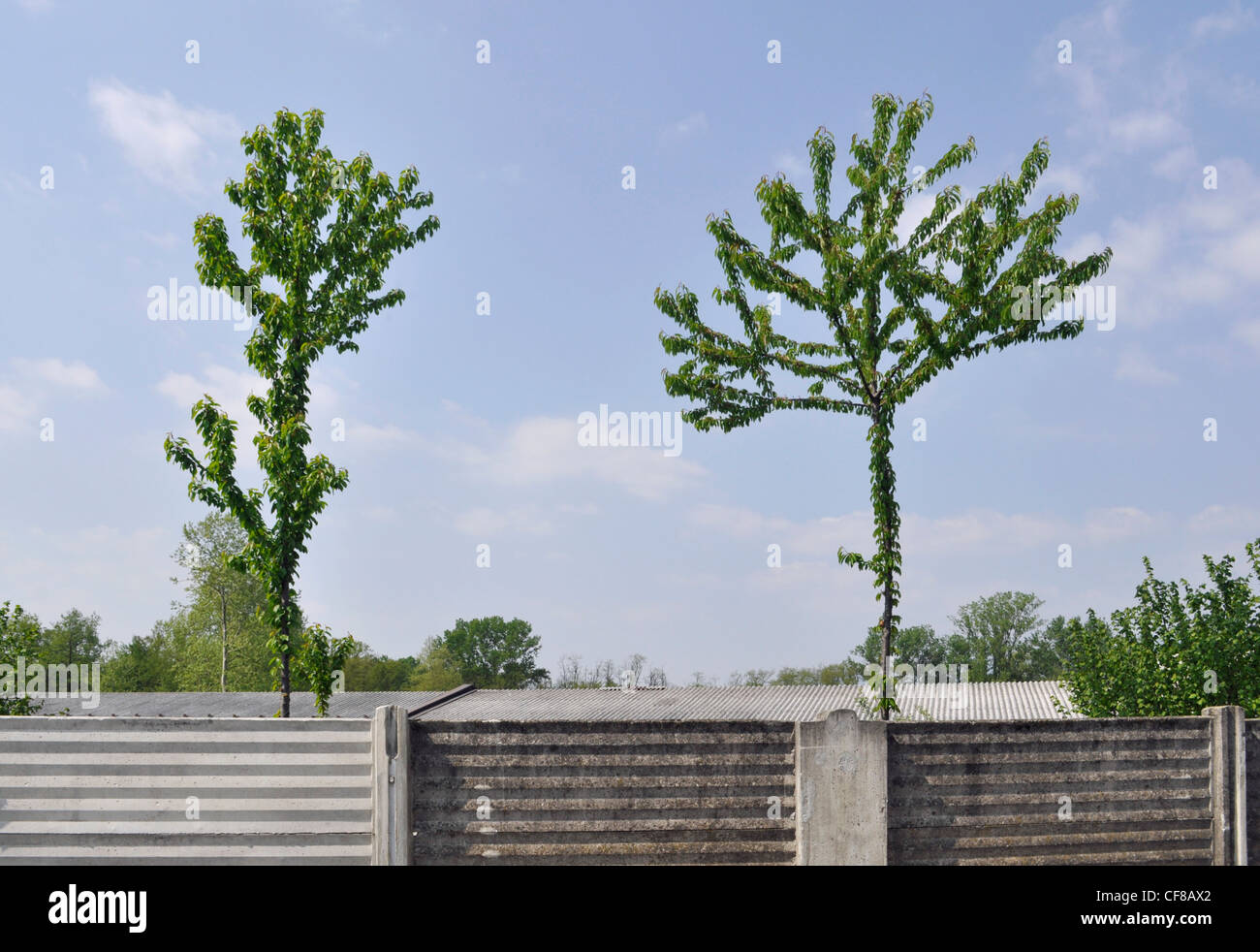 young trees behind cement wall fence Stock Photo - Alamy