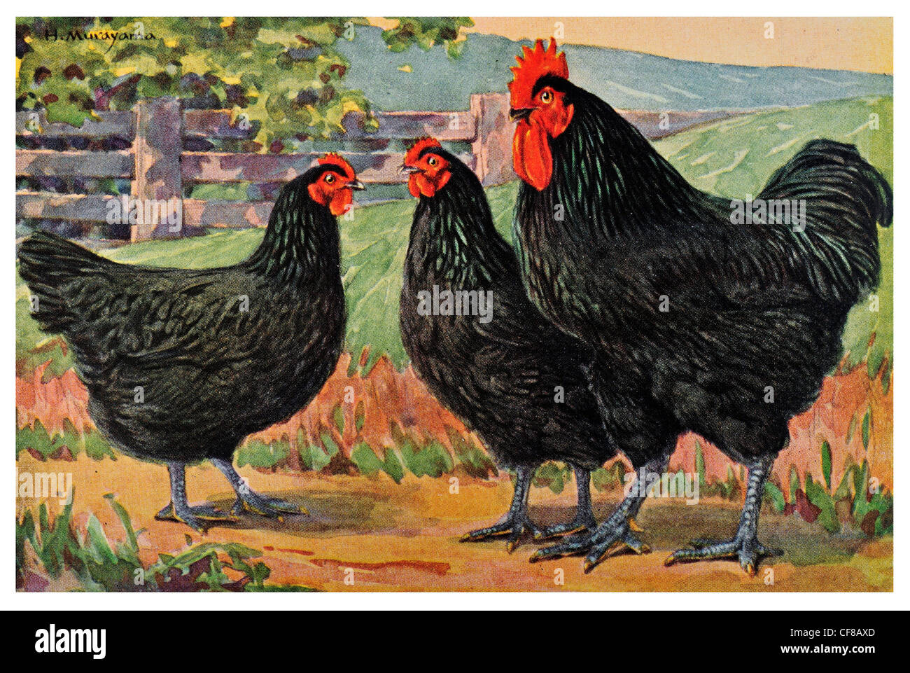1927 Jersey Black Giants Stock Photo - Alamy