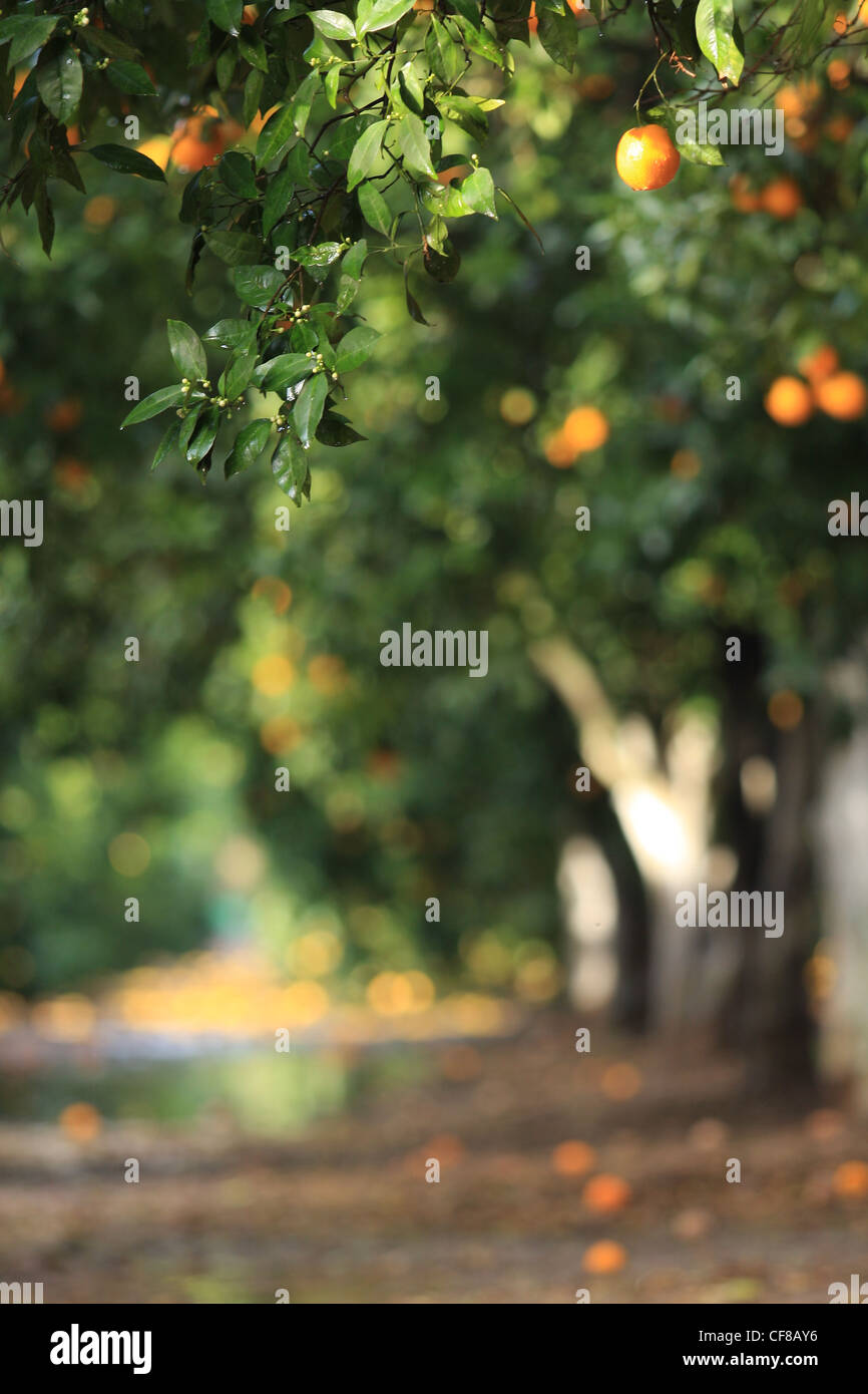 Israel, Citrus Grove, Wet ripe Oranges on a tree after rain Stock Photo ...