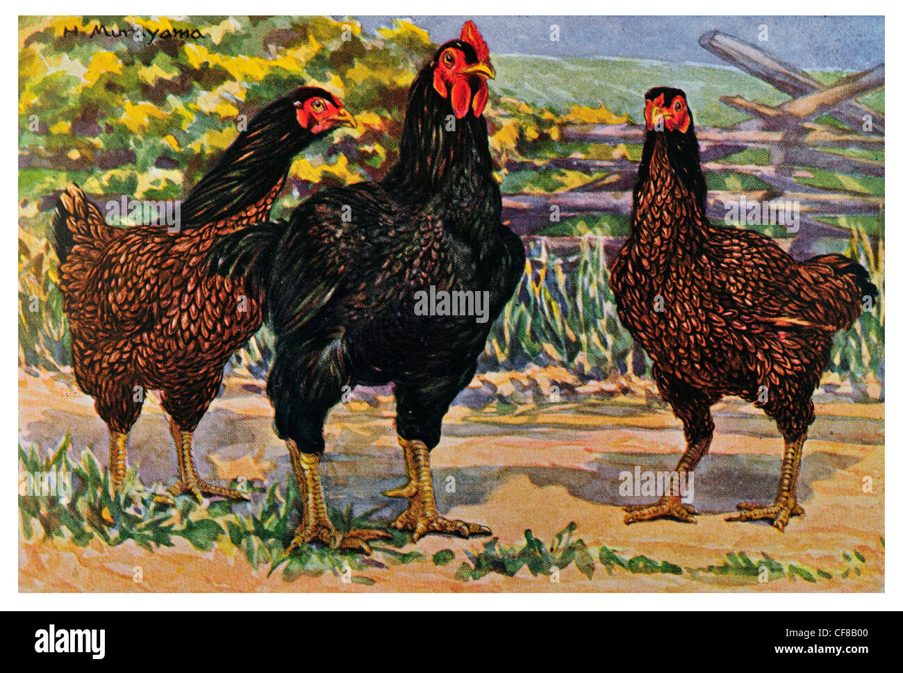 1927 Dark Cornish Stock Photo - Alamy