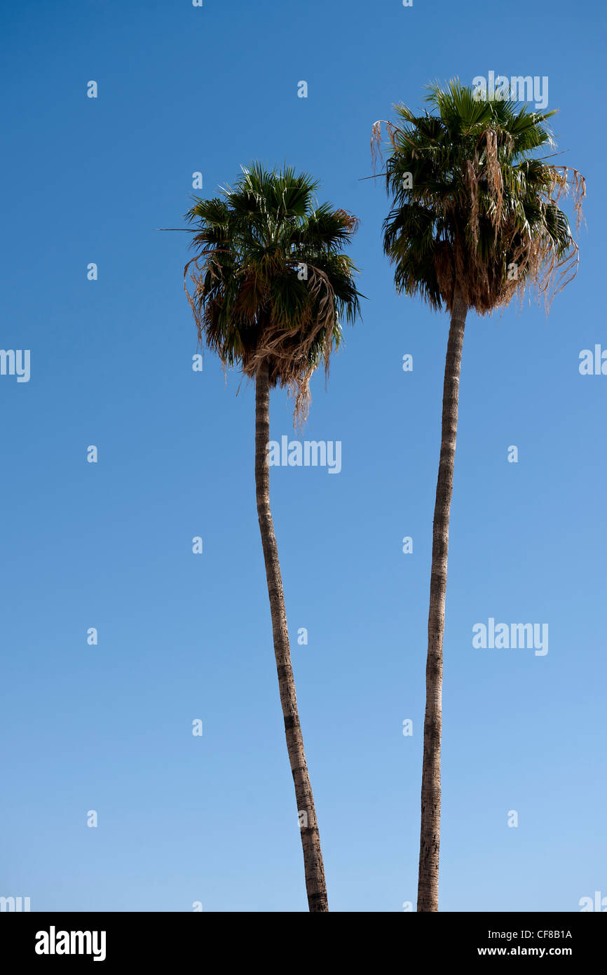 two palm trees with blue sky Stock Photo - Alamy