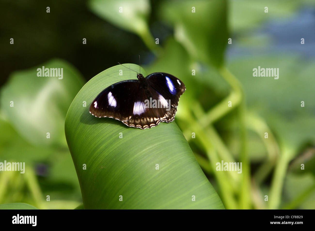 Common eggfly butterfly hi-res stock photography and images - Alamy