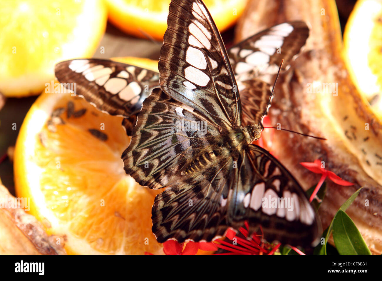 Two Brown Clipper Butterflies (parthenos sylvia) feeding off a slice of ...