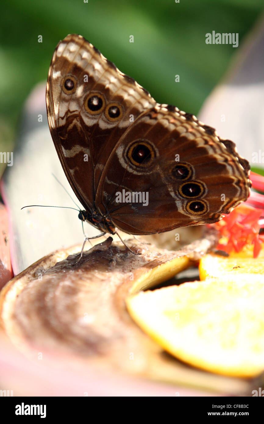 Peleides Blue Morpho (Morpho peleides) feeds on fruit Other common ...