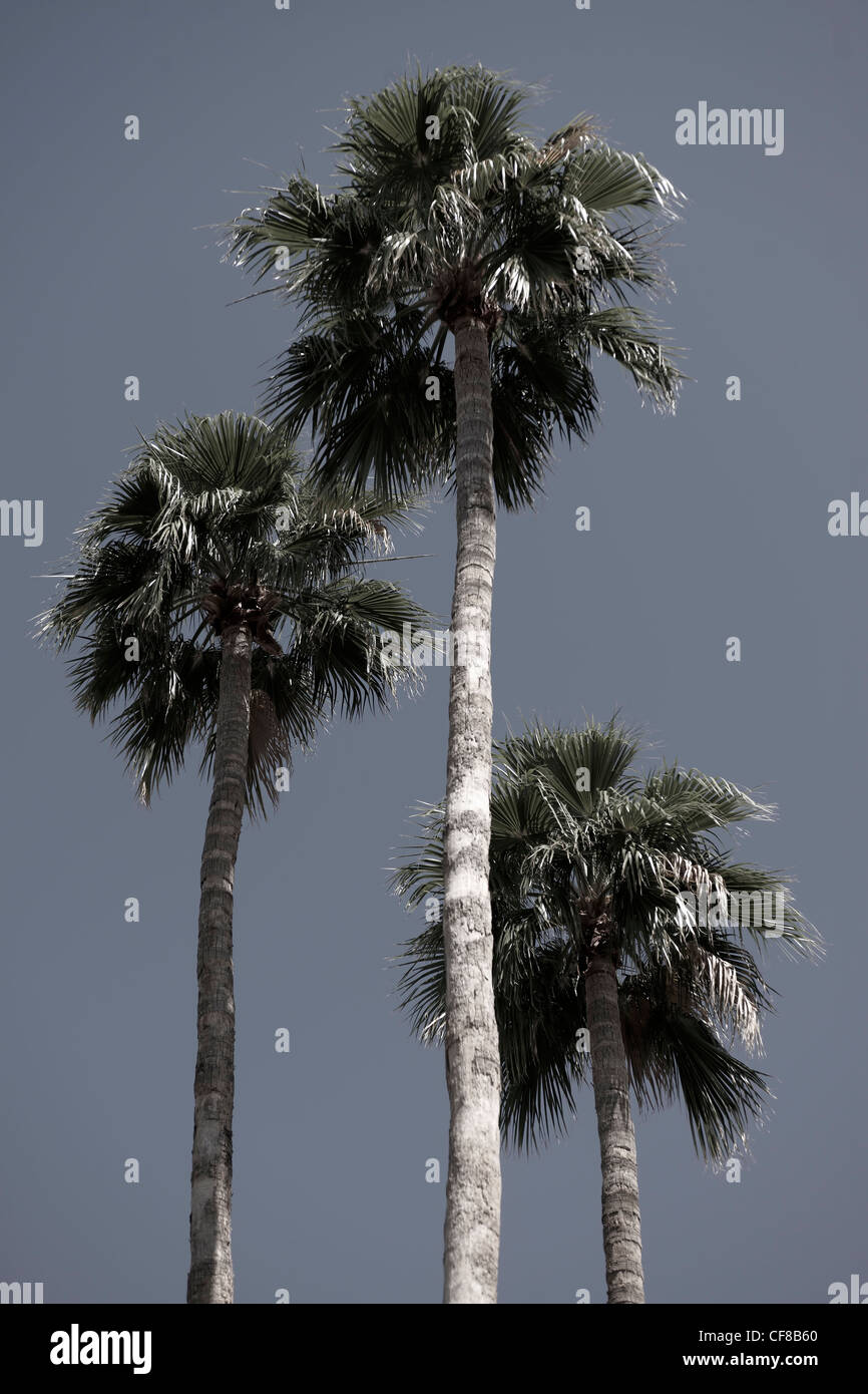 Palm Tree Trio Stock Photo - Alamy