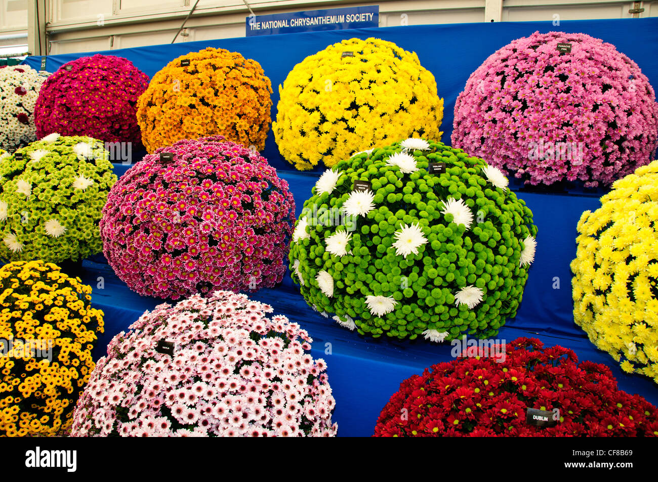 The National Chrysanthemums Society Stand,The RHS Chelsea Flower Show ...