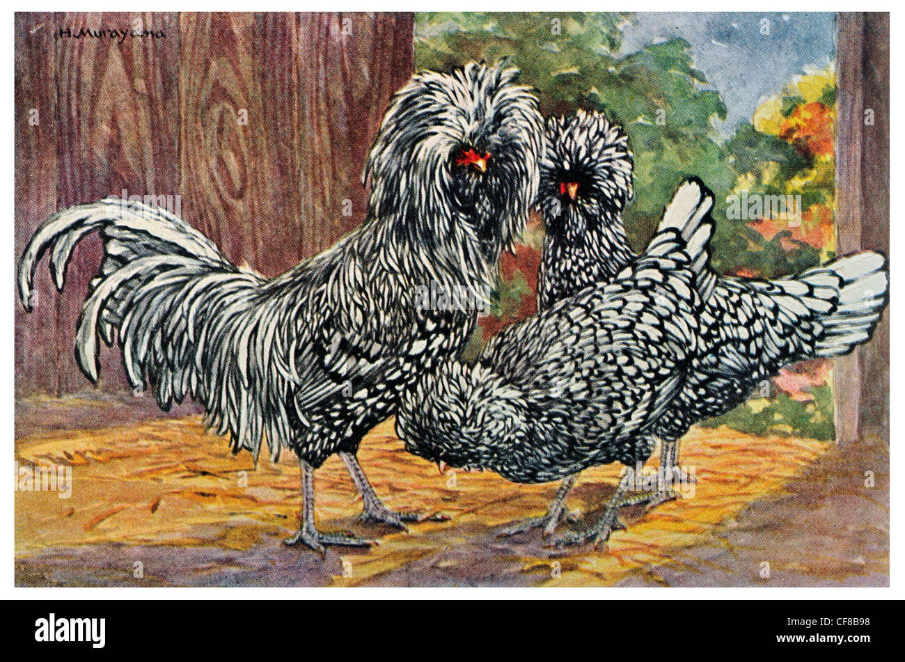 Bearded Silver Polish Chicken Poultry 1927 Stock Photo - Alamy