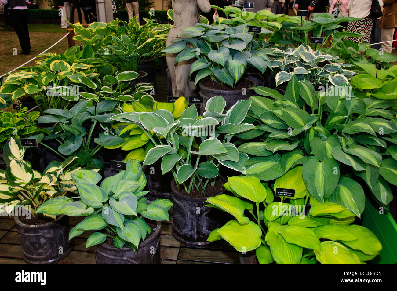 BHHS Hostas Specialists,The RHS Chelsea Flower Show,formally known as ...