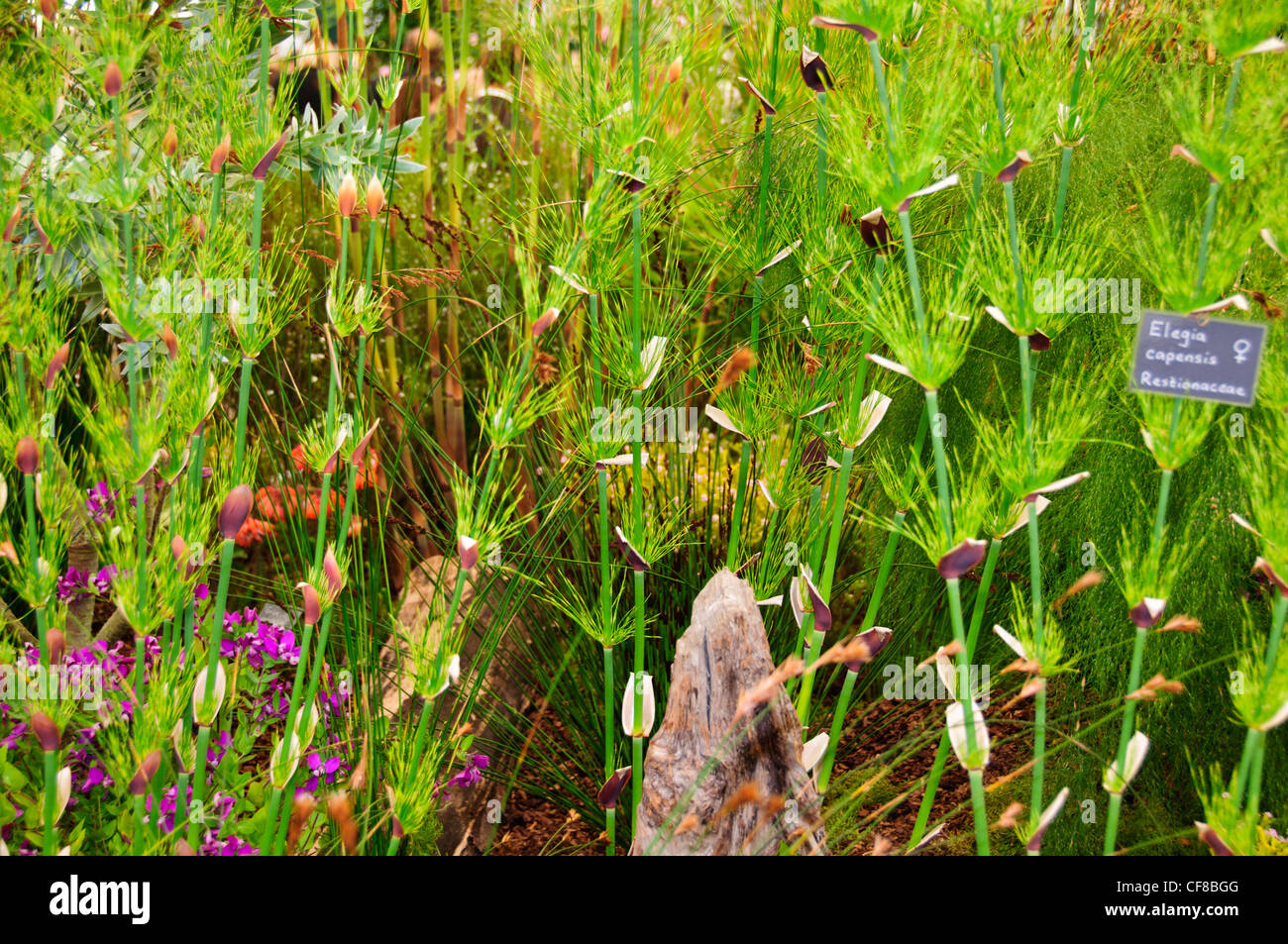 Knoll Nurseries; Ornamental Grasses,The RHS Chelsea Flower Show ...