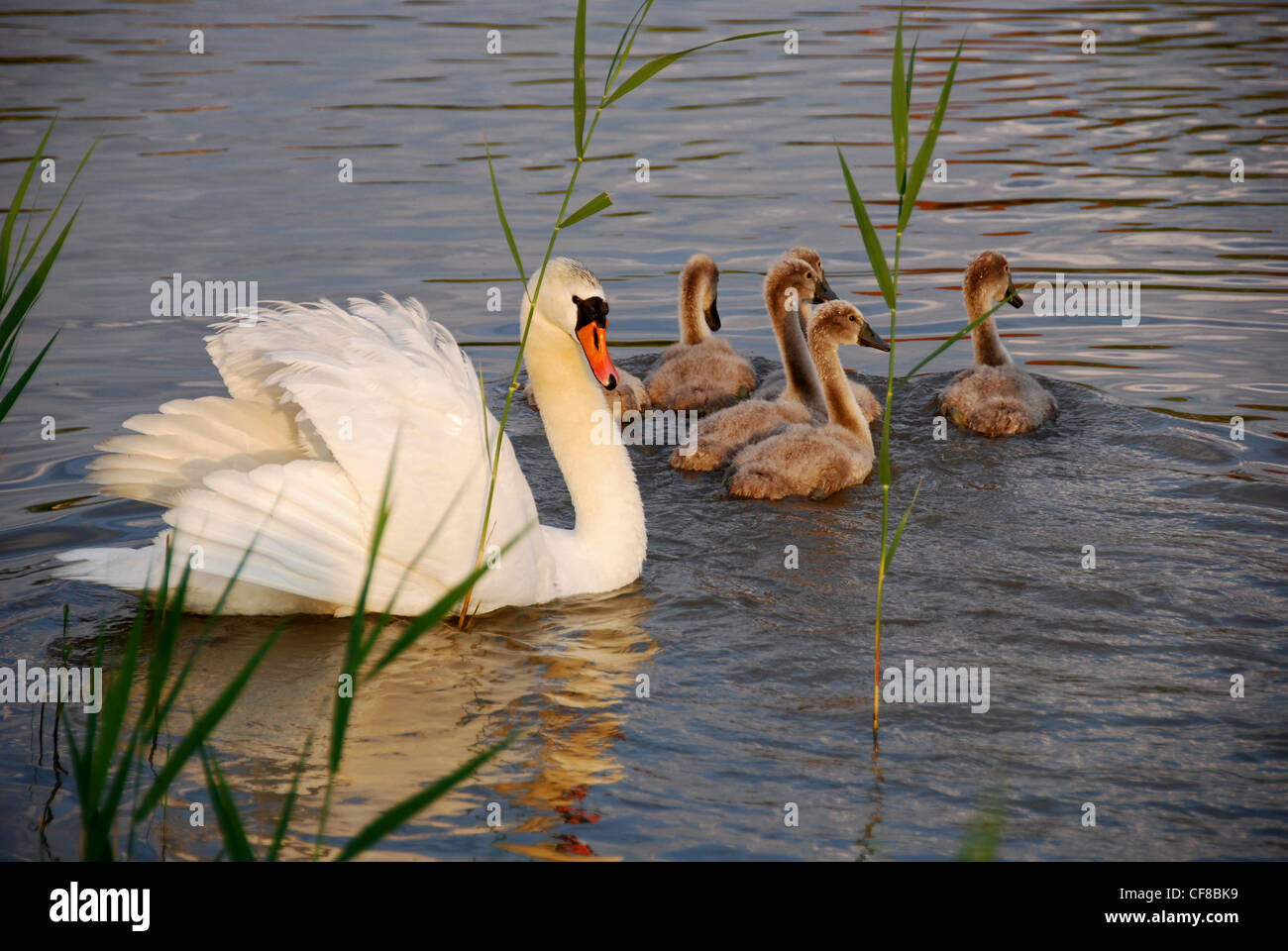Swimming in ditch hi-res stock photography and images - Alamy